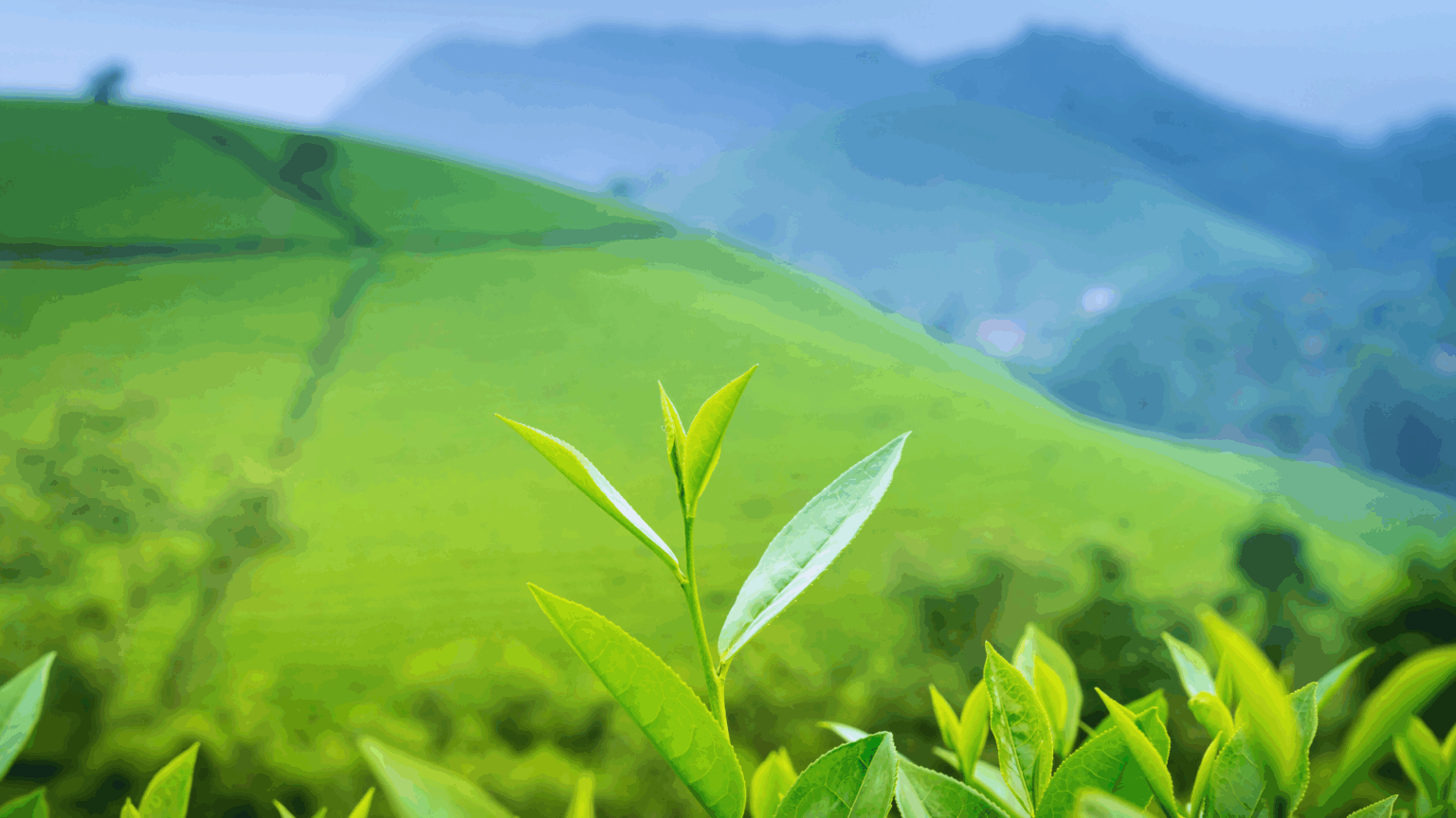 The Impact Of Altitude On Earl Grey Tea Leaves ⛰️ High-Grown Blends ...